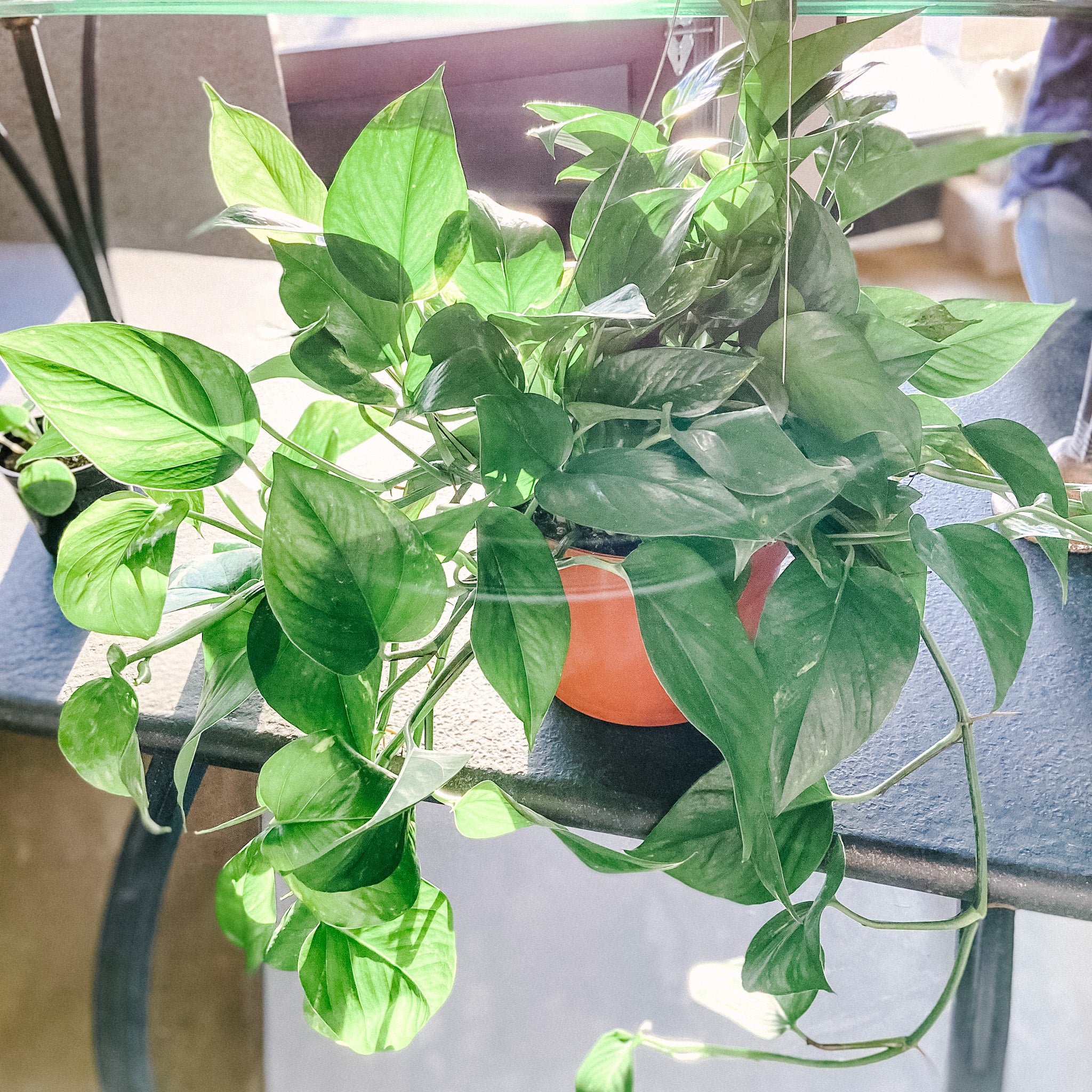 Houseplants – Paper Luxe