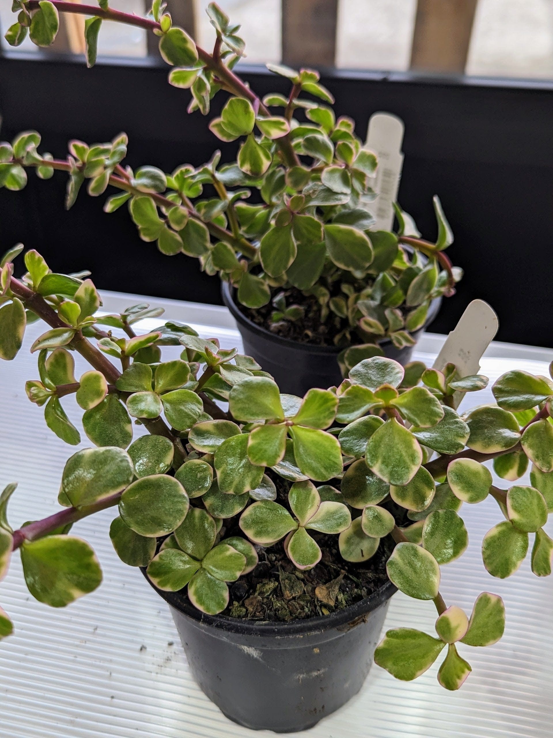 Portulacaria Afra Variegata